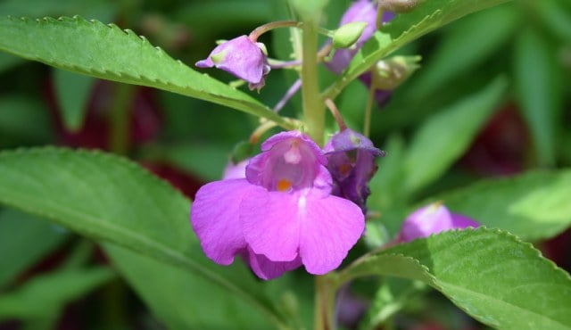 7 Cara Menanam Bunga Pacar Air dengan Mudah di Rumah, Pasti Tumbuh ...