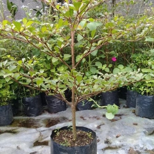 7 Cara Menanam Pohon Ketapang di Rumah dari Awal sampai Akhir, Ikuti ...