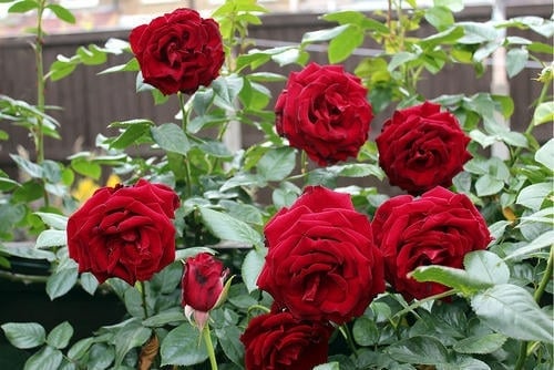13 Nama Bunga Warna Merah yang Indah untuk Menghiasi Rumah