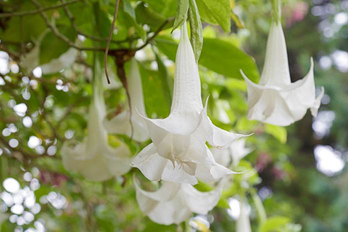 13 Nama Bunga Warna Merah yang Indah untuk Menghias Rumah