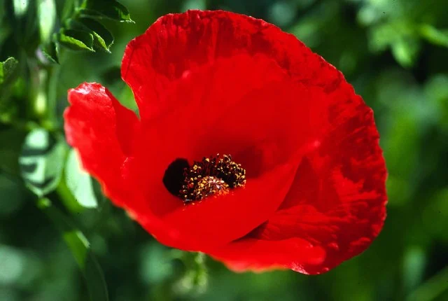 13 Nama Bunga Warna Merah yang Indah untuk Menghias Rumah