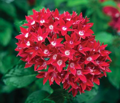 13 Nama Bunga Warna Merah yang Indah untuk Menghias Rumah