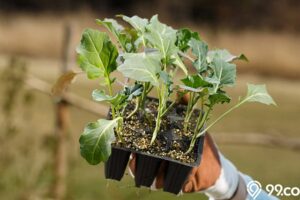 15 Tanaman Sayur yang Bisa Ditanam di Rumah dengan Cepat dan Mudah