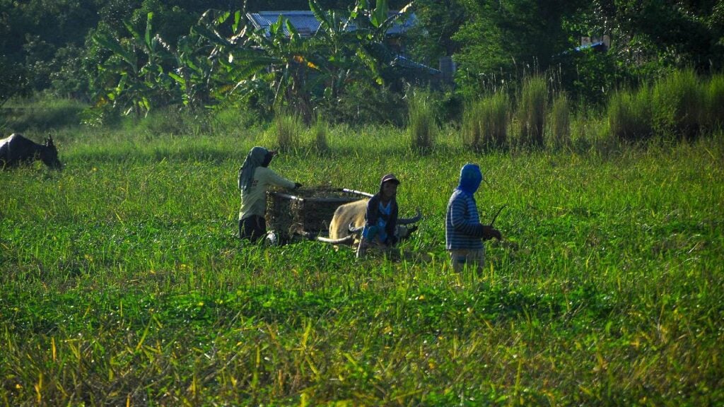 Contoh Surat Girik Tanah Asli dan Masa Berlakunya