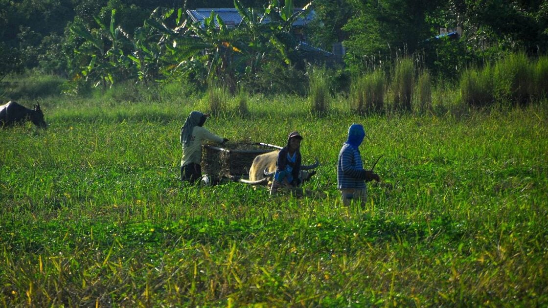 Contoh Surat Girik Tanah Asli dan Masa Berlakunya