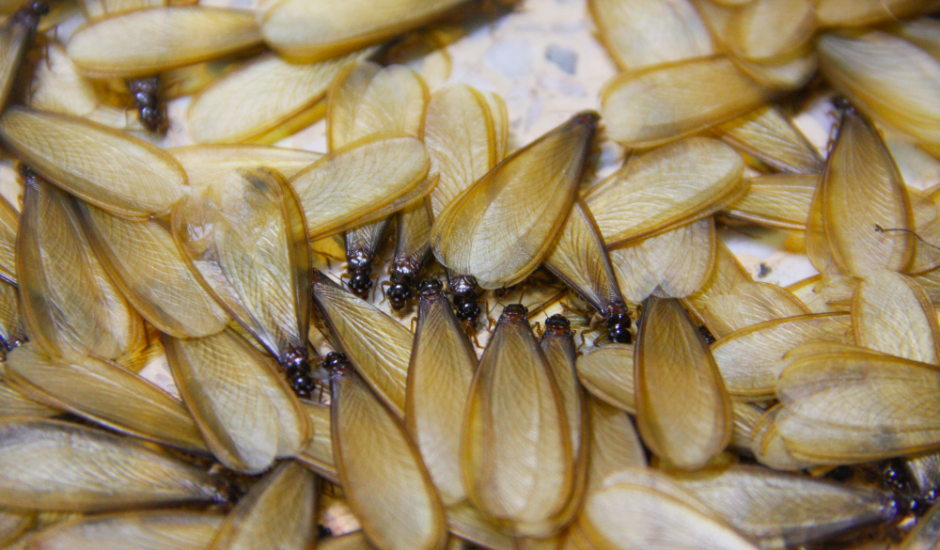 What to do when you've got a termite infestations in your home