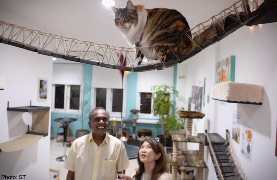 Keeping a pet in a HDB flat: what you need to know - 99.co