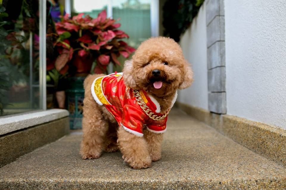 Keeping a pet in a HDB flat: what you need to know - 99.co