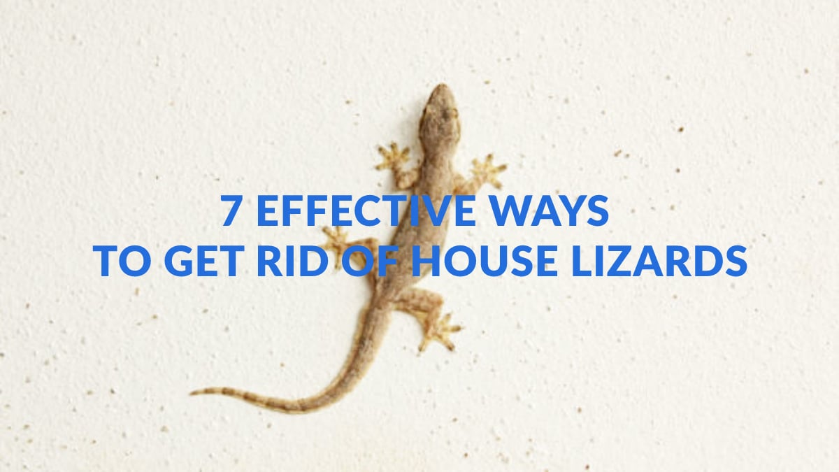 Types Of House Lizards