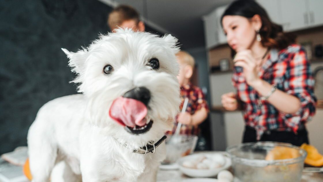 HDB-approved dogs and pets: What you need to know - 99.co