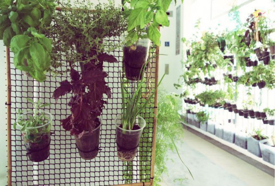 Vertical Gardening for HDBs: overcoming the challenge of space