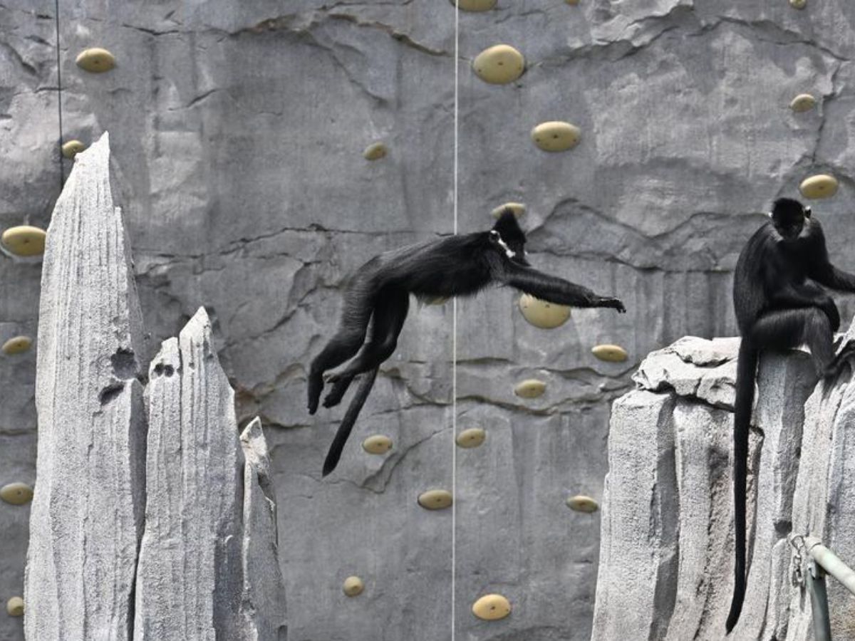 All About Rainforest Wild Asia Singapore